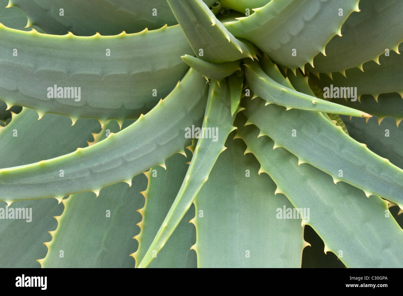 Aloe aloe arborescens hi-res stock photography and images - Alamy