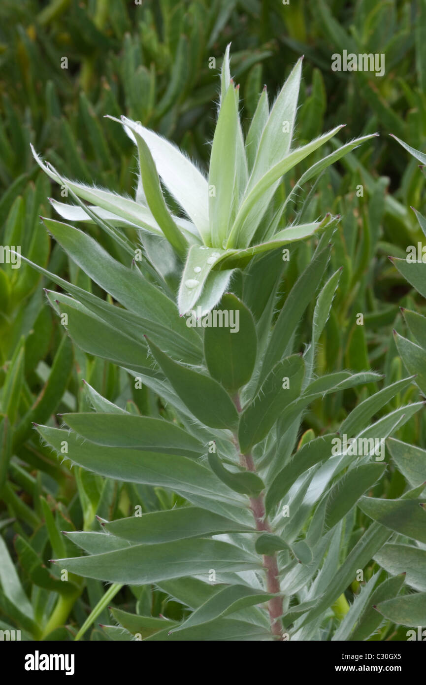 Silver Tree (Leucadendron argenteum) emerging new leaves Kirstenbosch ...