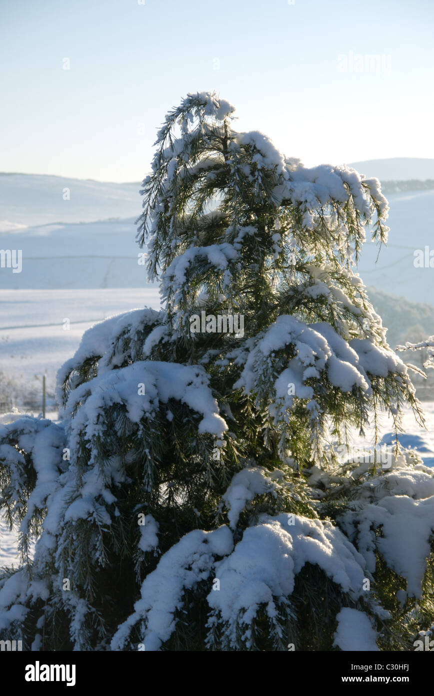 Snow laden branches with a snowy backdrop Stock Photo - Alamy