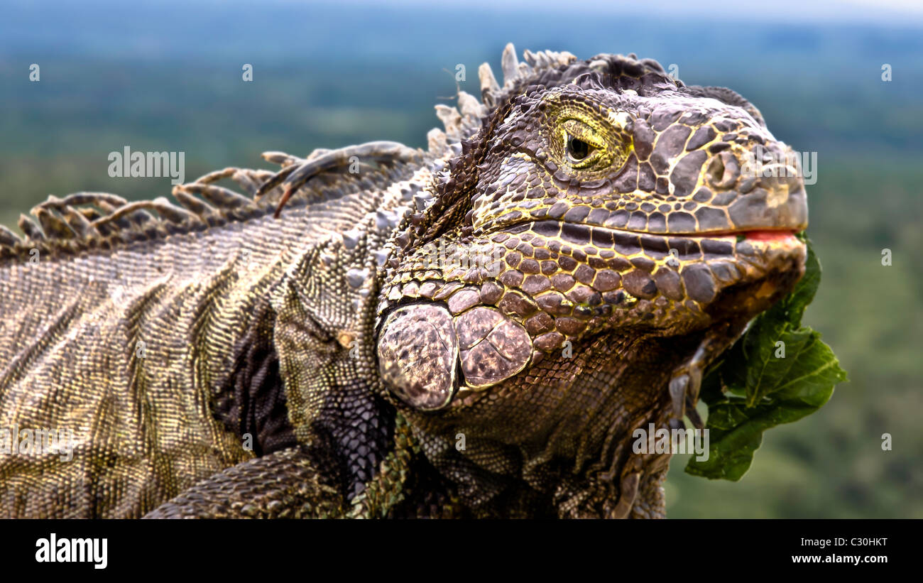 A living remnant of a prehistoric animal on the island of Bali ...