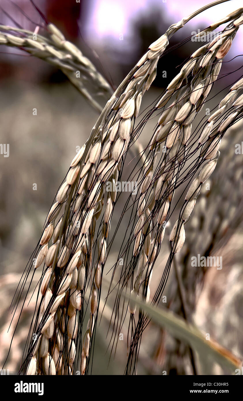 Picture of rice grains growing on Balinese rice fields Stock Photo - Alamy