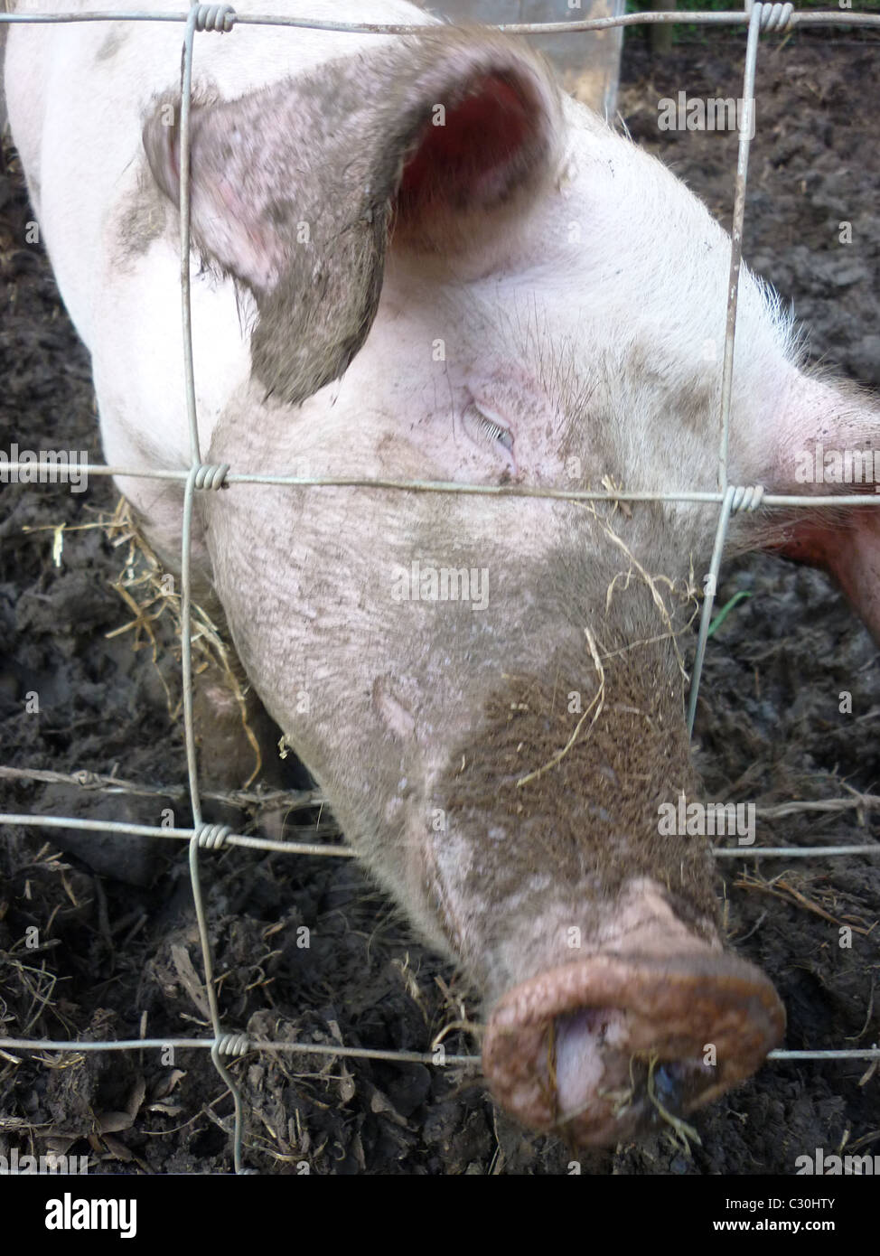 Pig in muck Stock Photo - Alamy
