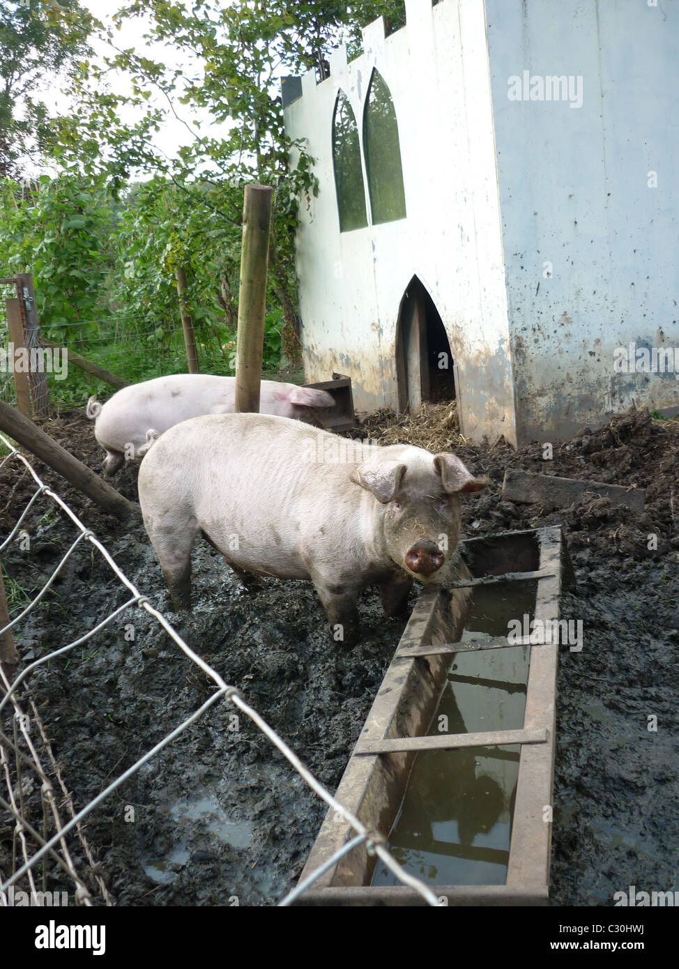 Pig in muck Stock Photo - Alamy