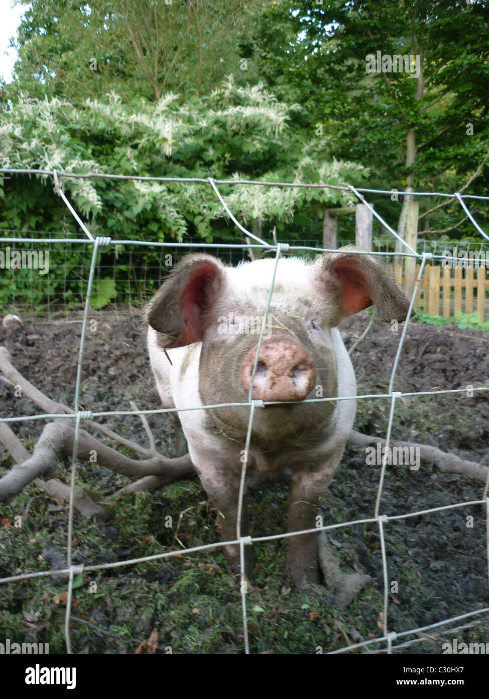 Pig in muck hi-res stock photography and images - Alamy