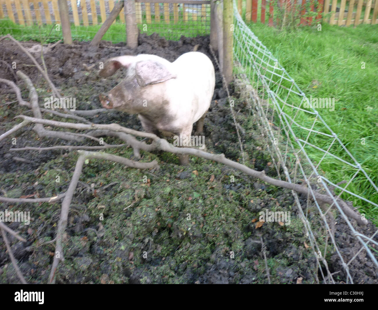 Pig in muck Stock Photo - Alamy
