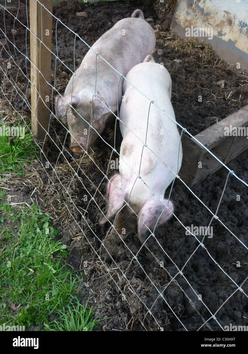 Pig in muck Stock Photo - Alamy