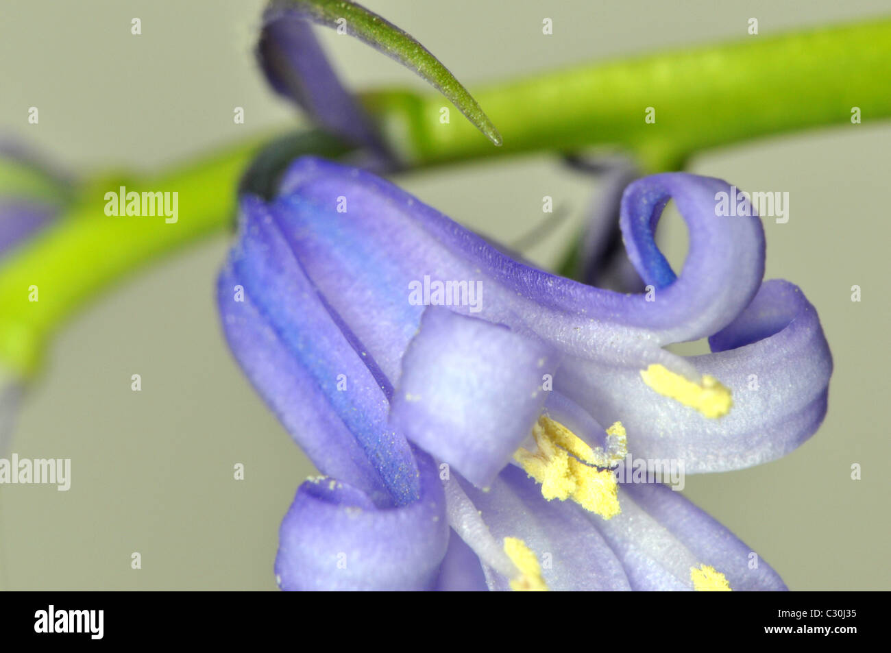 English Bluebells with close up macro lens Stock Photo - Alamy