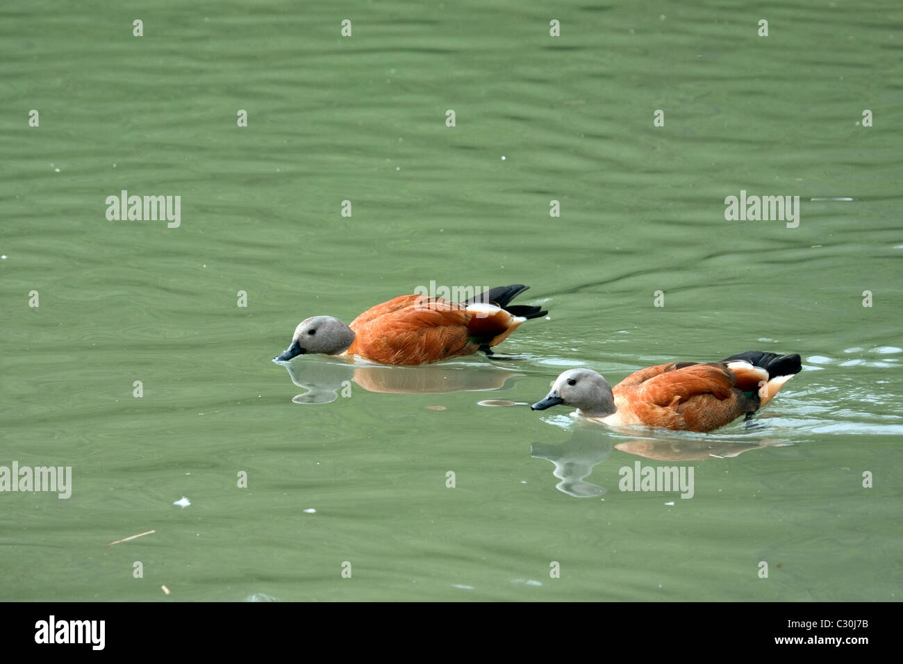 A Pair of South African Shelducks Stock Photo - Alamy