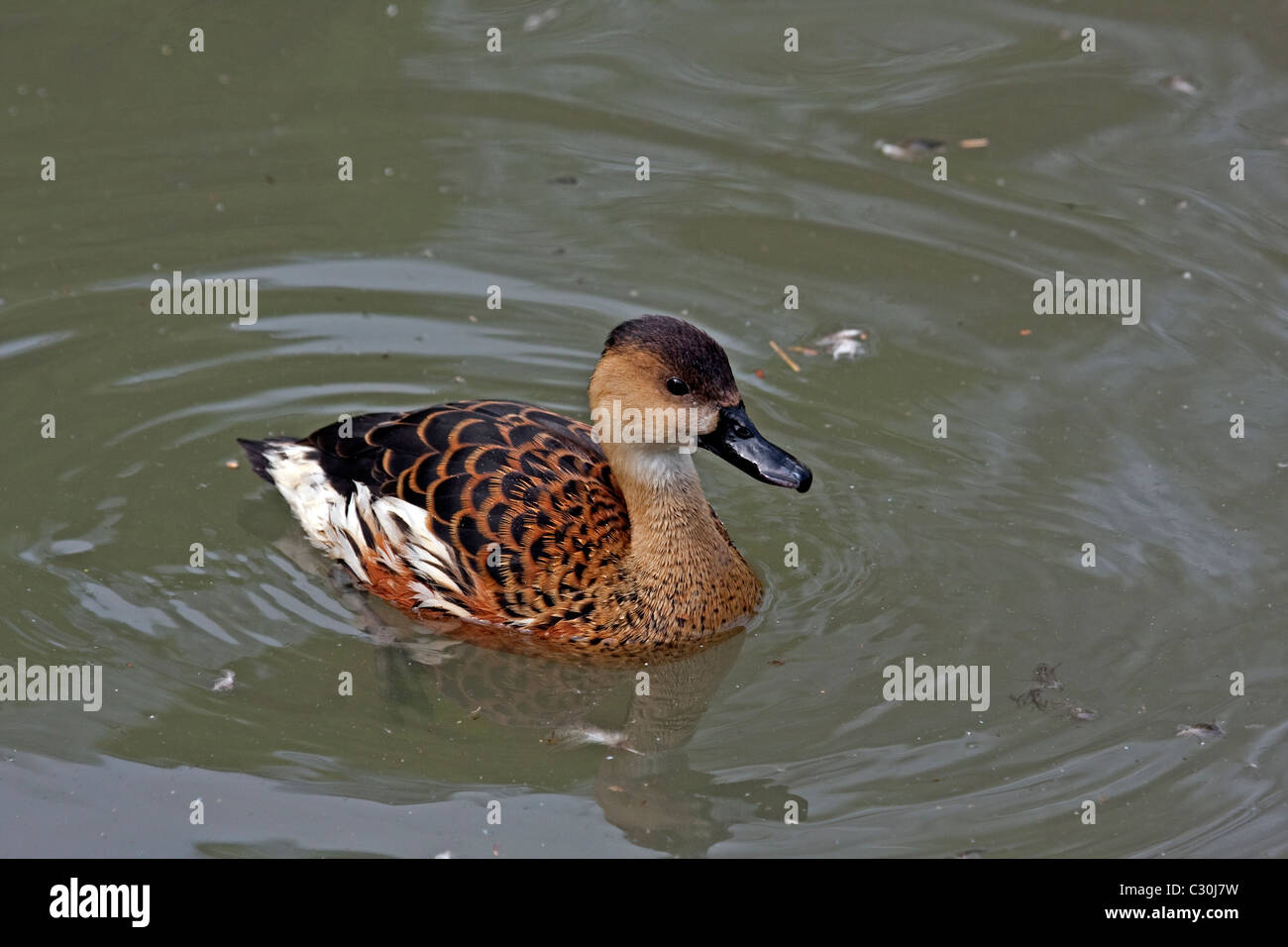 Whistling tree duck hi-res stock photography and images - Alamy