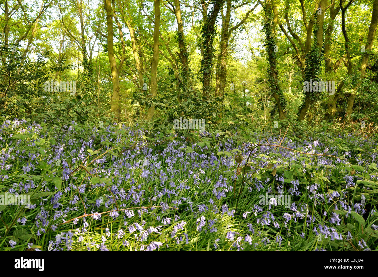 English Bluebells in an ancient woodland in spring Stock Photo - Alamy