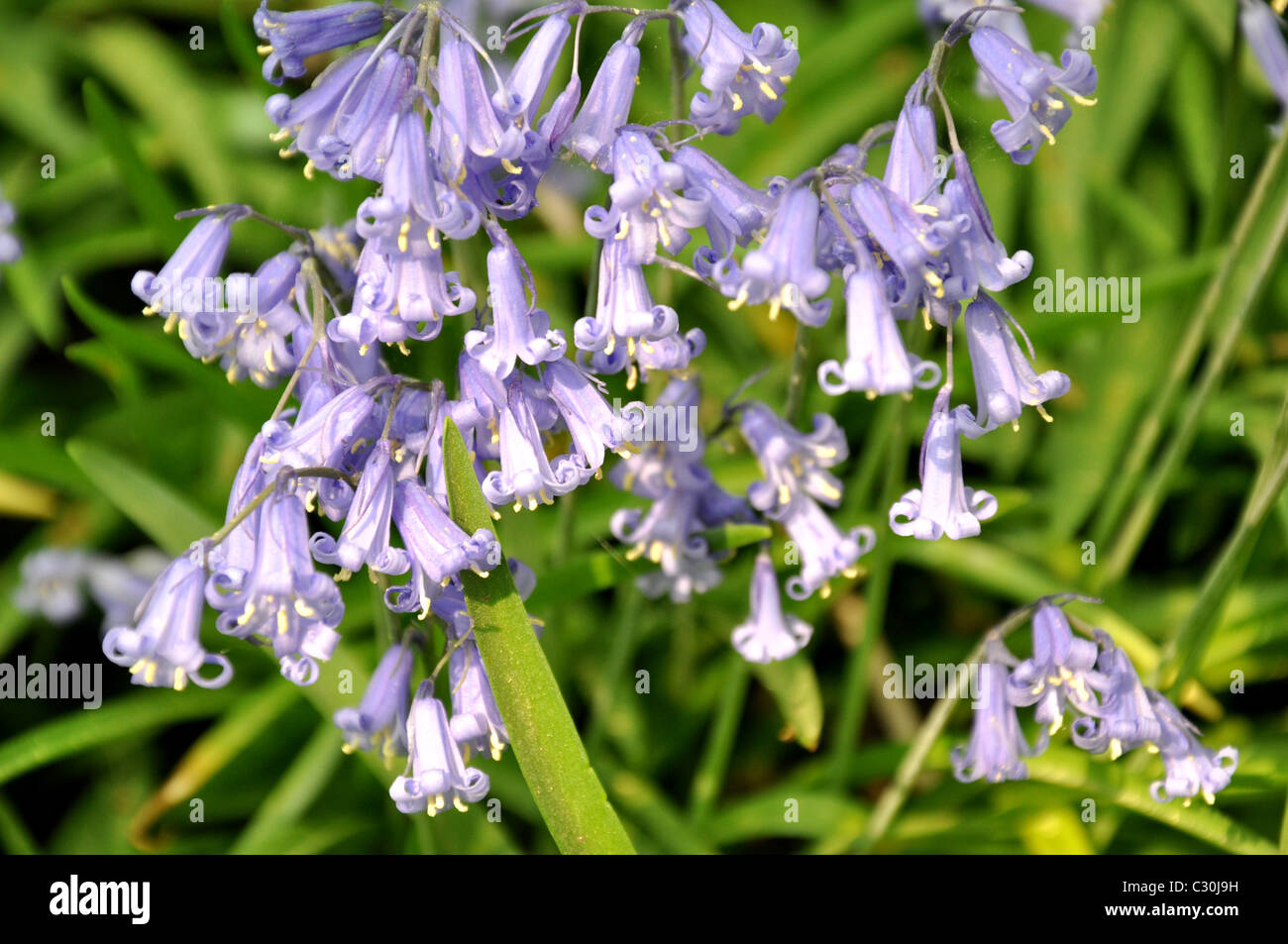 Rare spring plant hi-res stock photography and images - Alamy