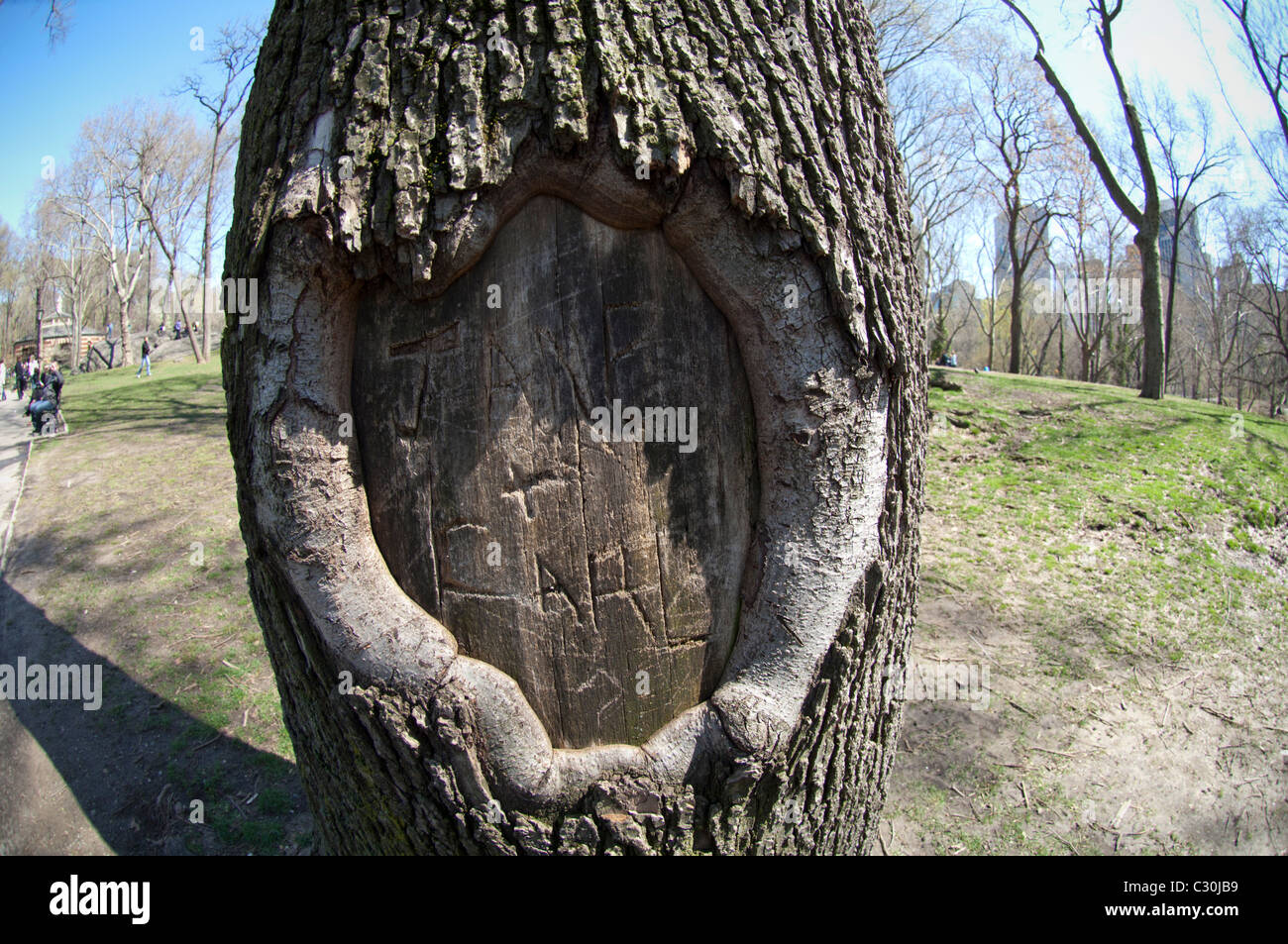 Names Carved Into A Tree Trunk High Resolution Stock Photography and ...