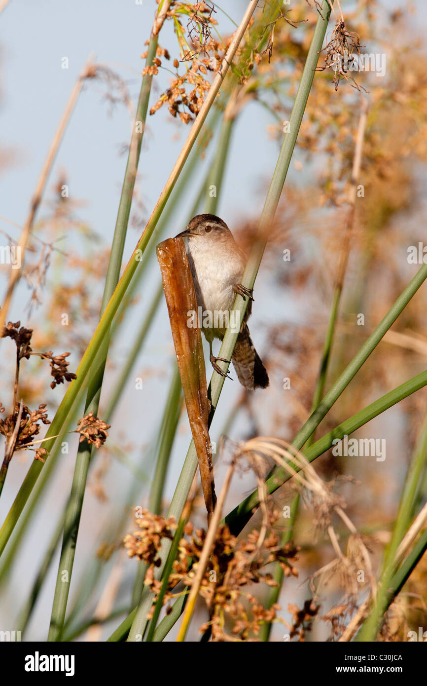 Marsh wren nesting hi-res stock photography and images - Alamy