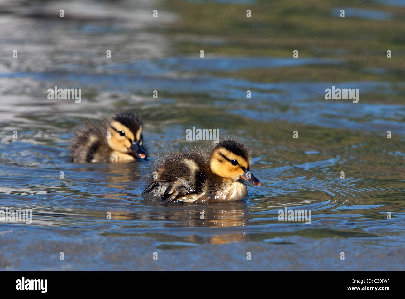 Mallard Ducklings Swimming Stock Photo - Alamy
