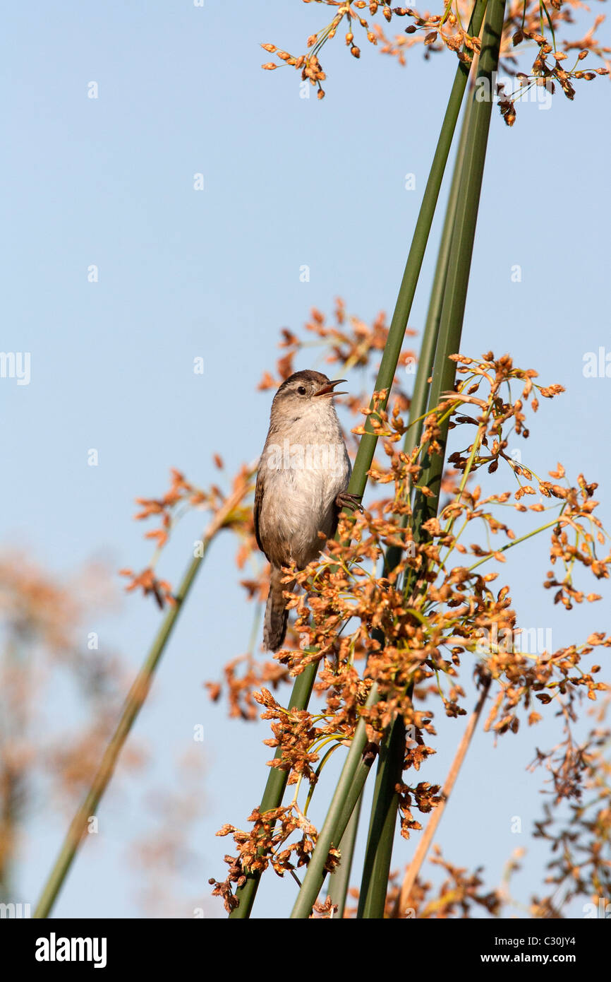 Marsh Wren Singing Stock Photo - Alamy