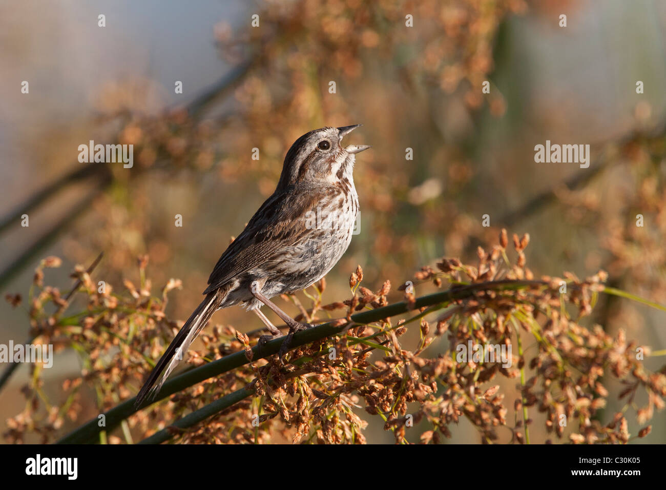 Song Sparrow Singing Stock Photo - Alamy