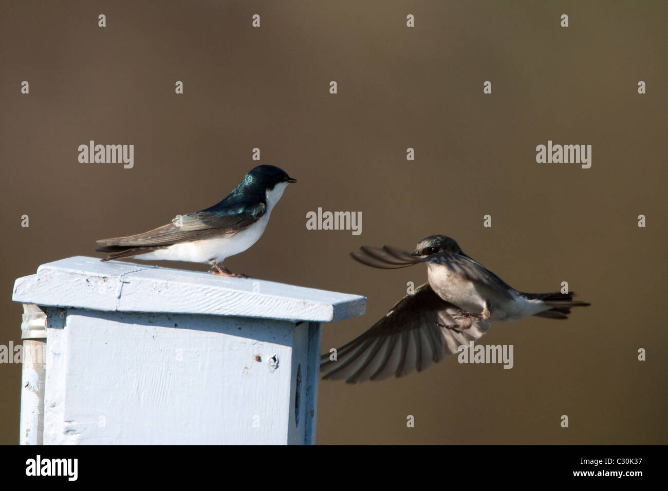 Tree swallows hi-res stock photography and images - Alamy