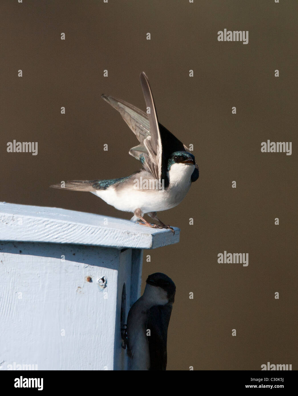 Tree swallows hi-res stock photography and images - Alamy