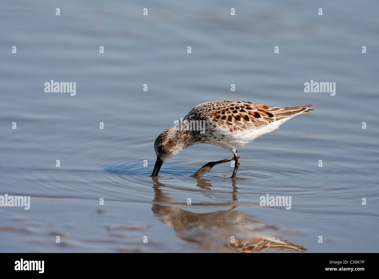 Western sandpiper hi-res stock photography and images - Alamy