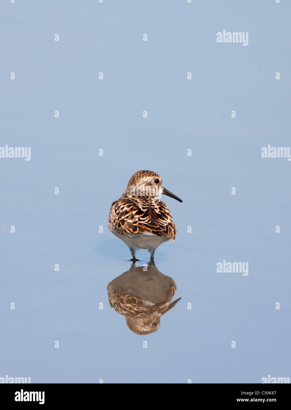 Western sandpiper hi-res stock photography and images - Alamy