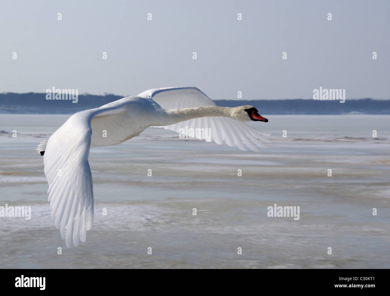 Swan in flight Stock Photo - Alamy