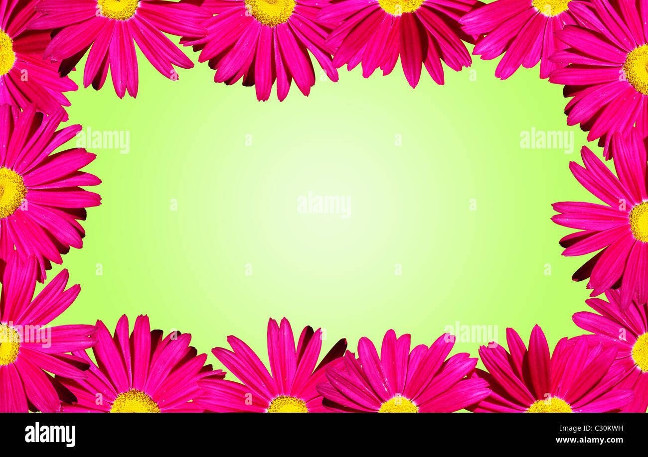 Colorful Daisy Border