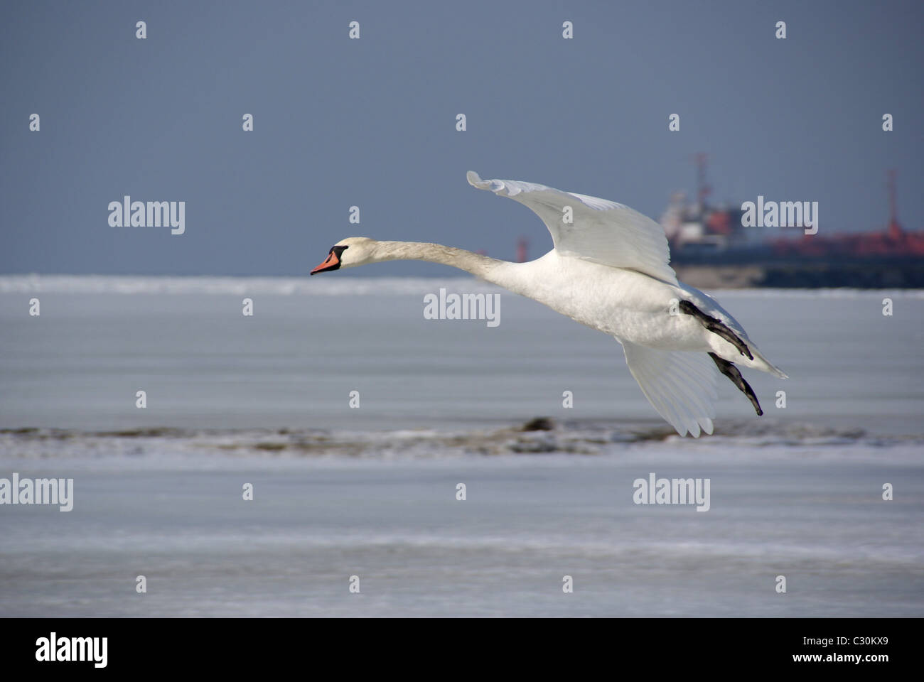 Swan in flight Stock Photo - Alamy