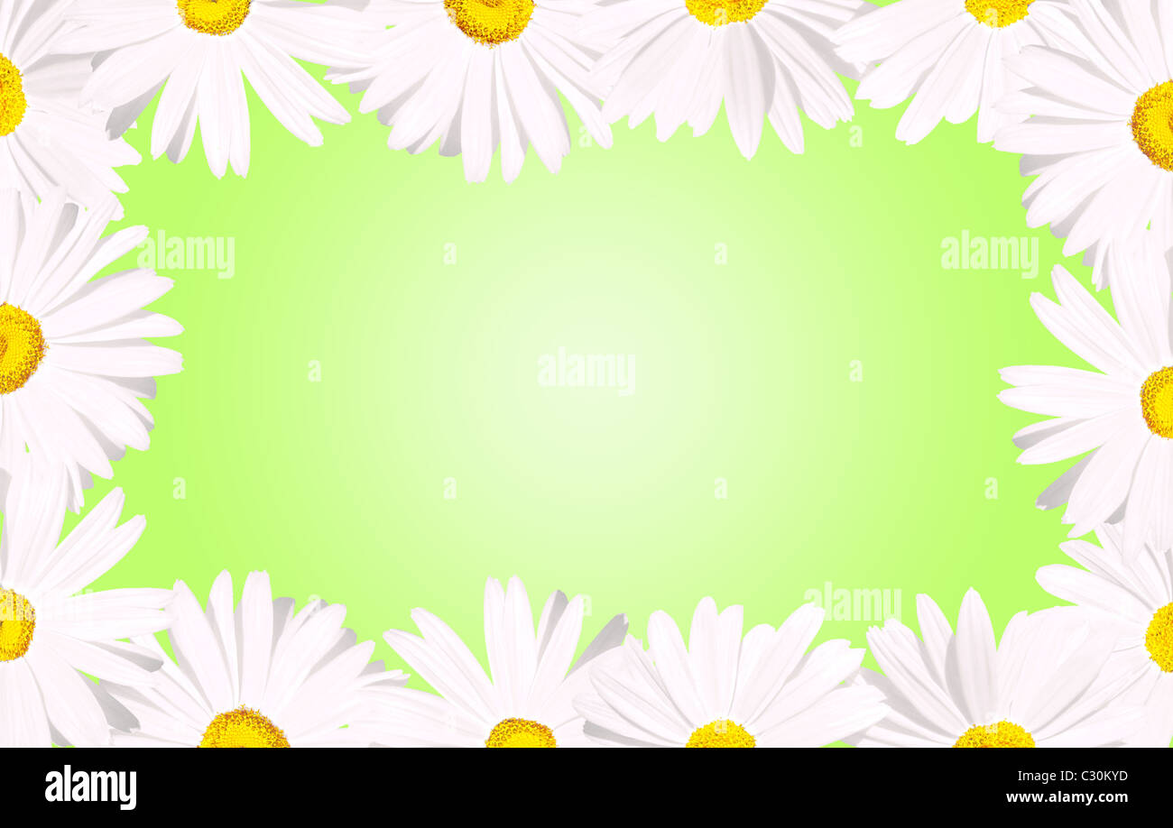 White daisy border hi-res stock photography and images - Alamy