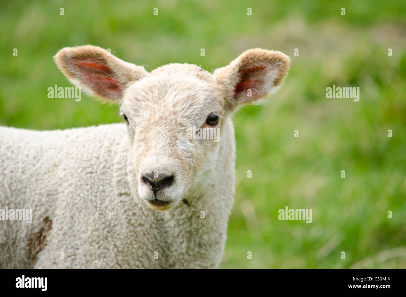 Lamb tail hi-res stock photography and images - Alamy