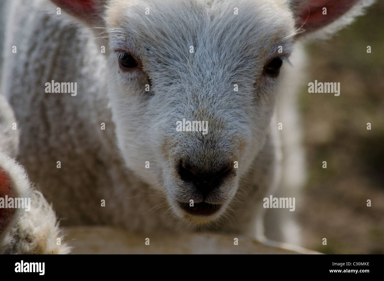 Lamb - Close Up Stock Photo - Alamy