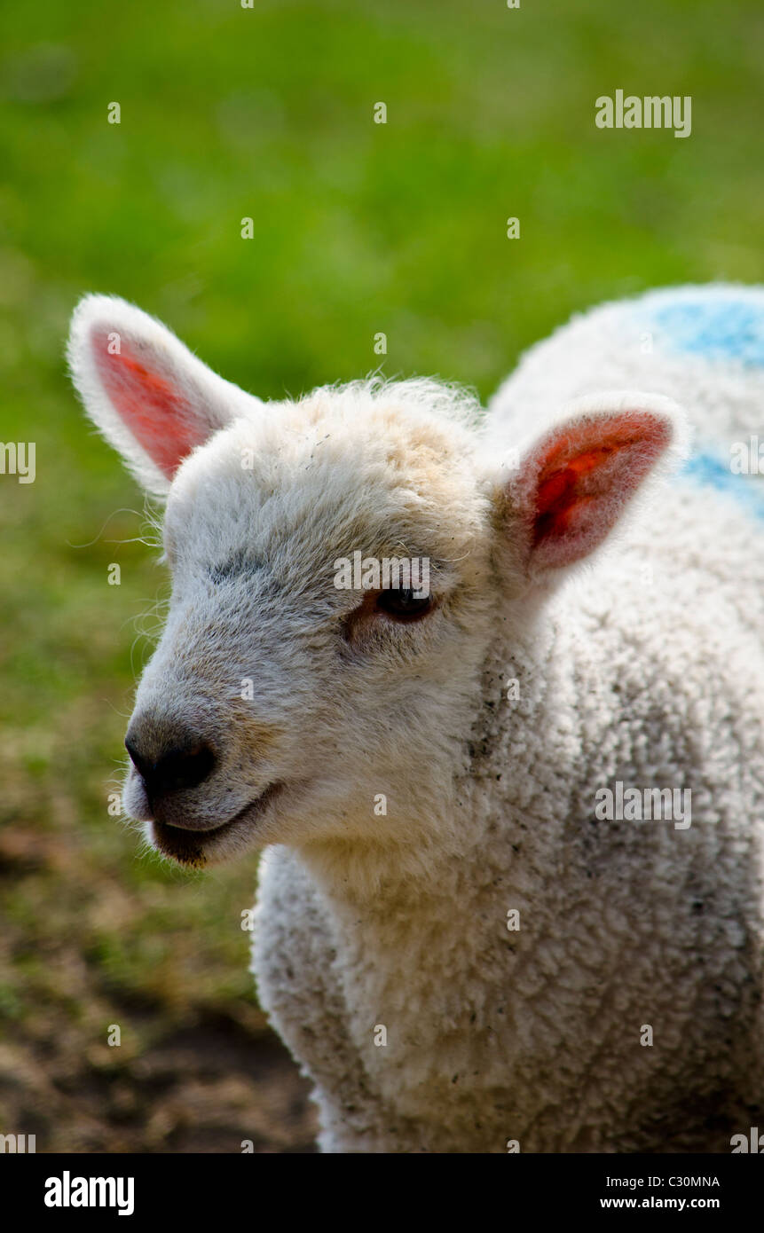 Lamb tail hi-res stock photography and images - Alamy