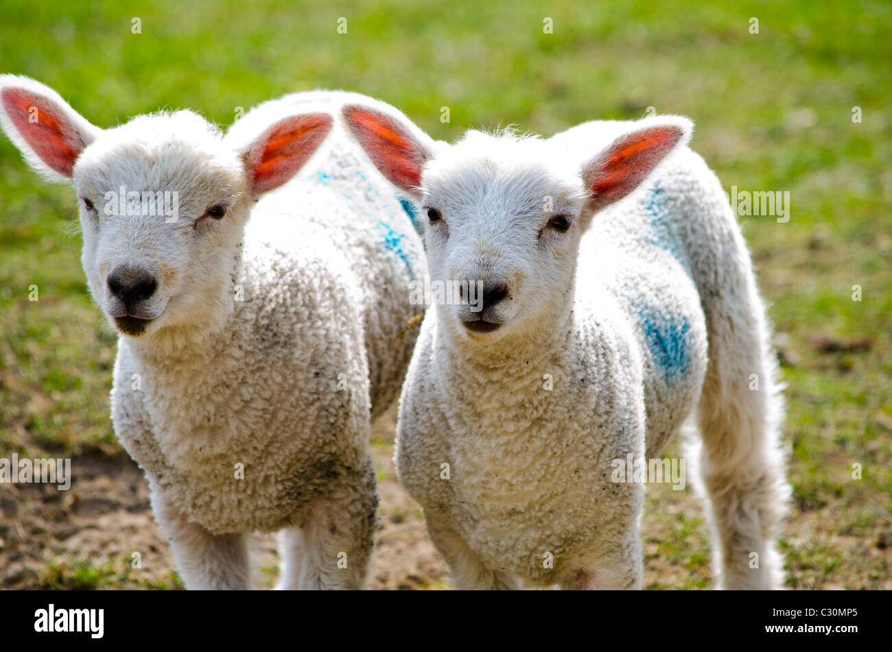 Lambs tail hi-res stock photography and images - Alamy