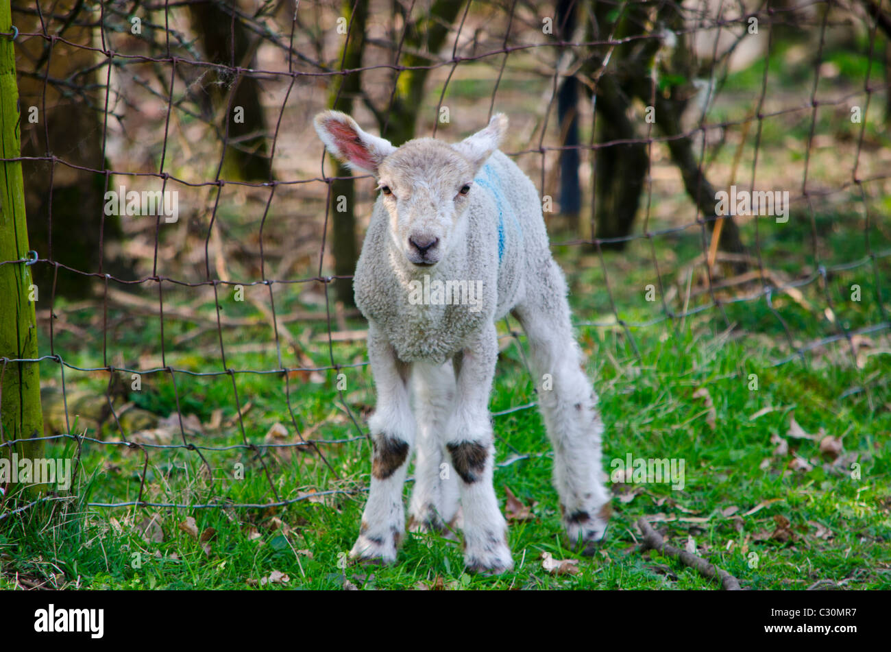 Lamb on its own Stock Photo - Alamy