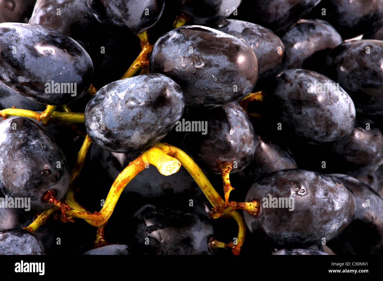 Glowing blue grapes close-up Stock Photo - Alamy