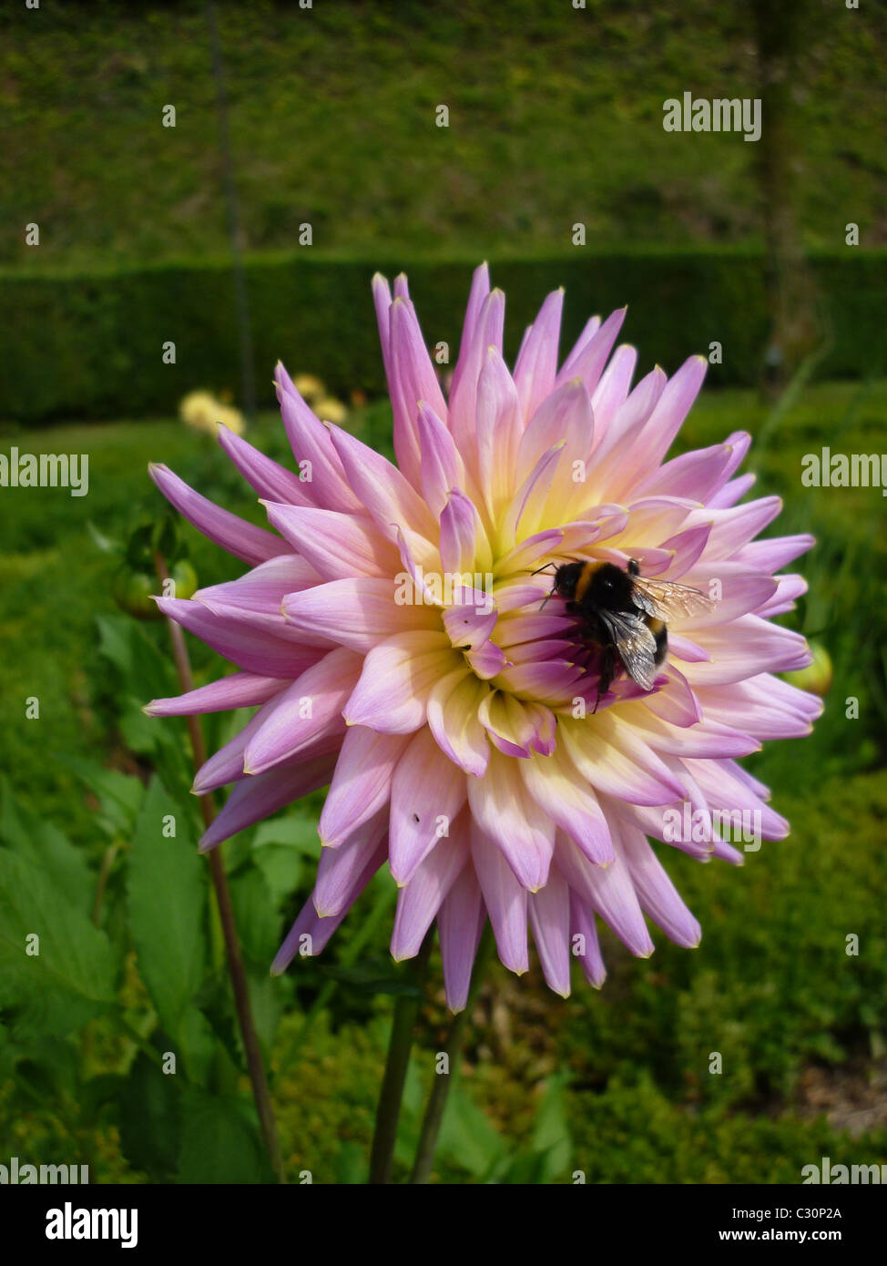 Bee on flower Stock Photo - Alamy