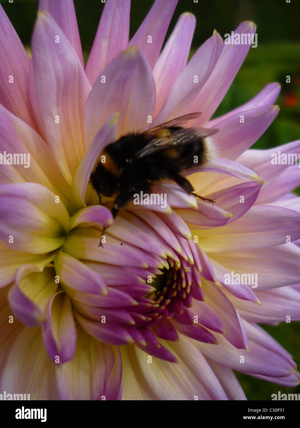 Bee on flower Stock Photo - Alamy