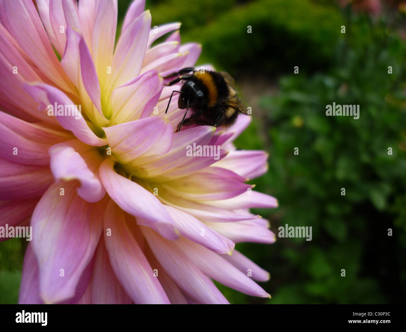 Bee on flower Stock Photo - Alamy