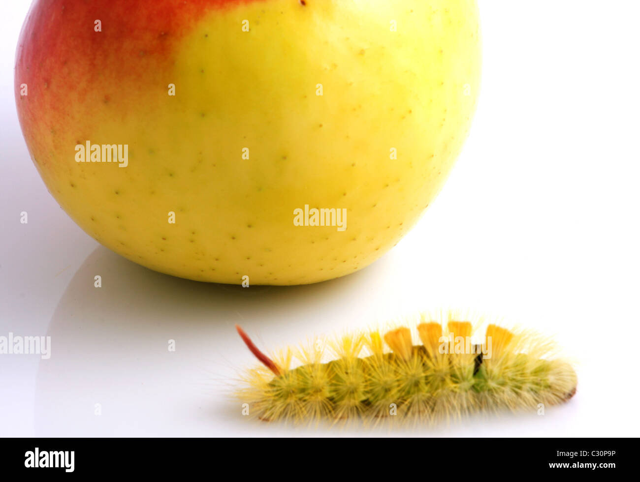 Fat caterpillar hi-res stock photography and images - Alamy