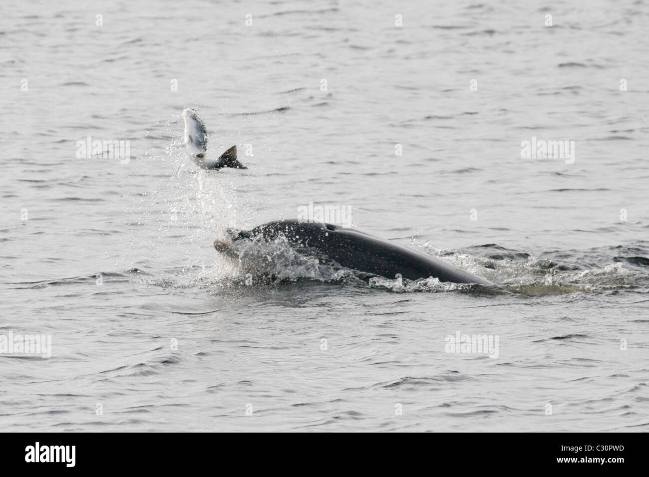 Dolphin hunting fish hi-res stock photography and images - Alamy
