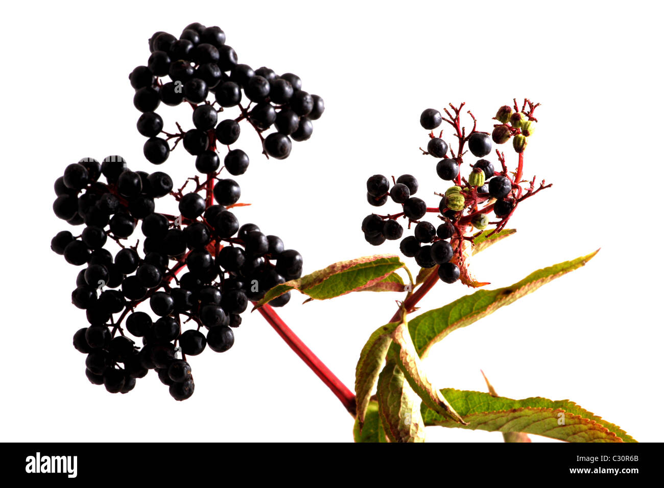 European elder Cut Out Stock Images & Pictures - Alamy