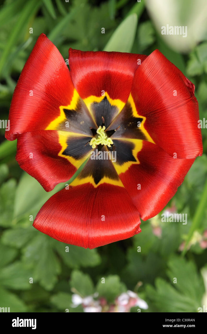 Tulip flower pattern hi-res stock photography and images - Alamy