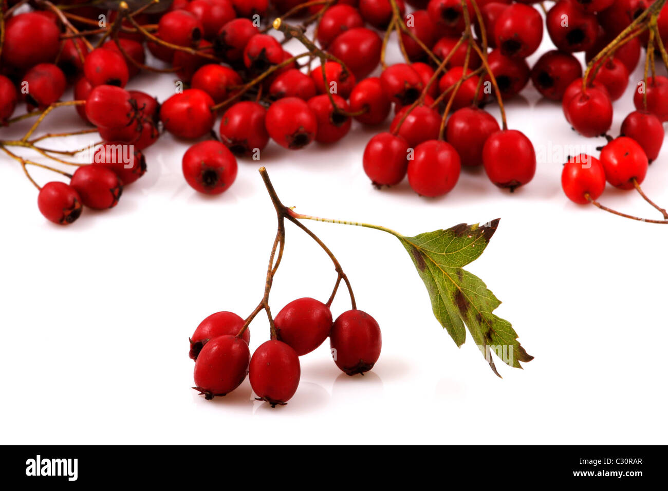 Hawthorn berry tea hi-res stock photography and images - Alamy