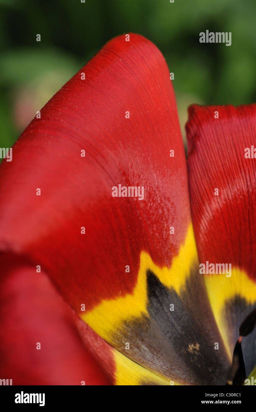 Red tulip detail close up hi-res stock photography and images - Alamy