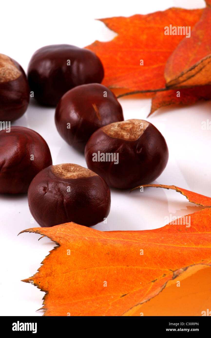 Autumn leaves lyrics hi-res stock photography and images - Alamy