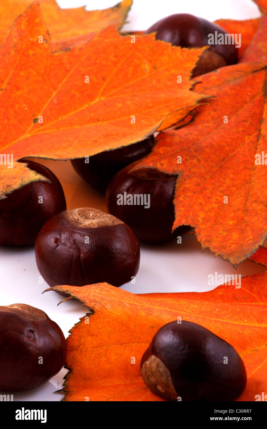 Autumn leaves lyrics hi-res stock photography and images - Alamy