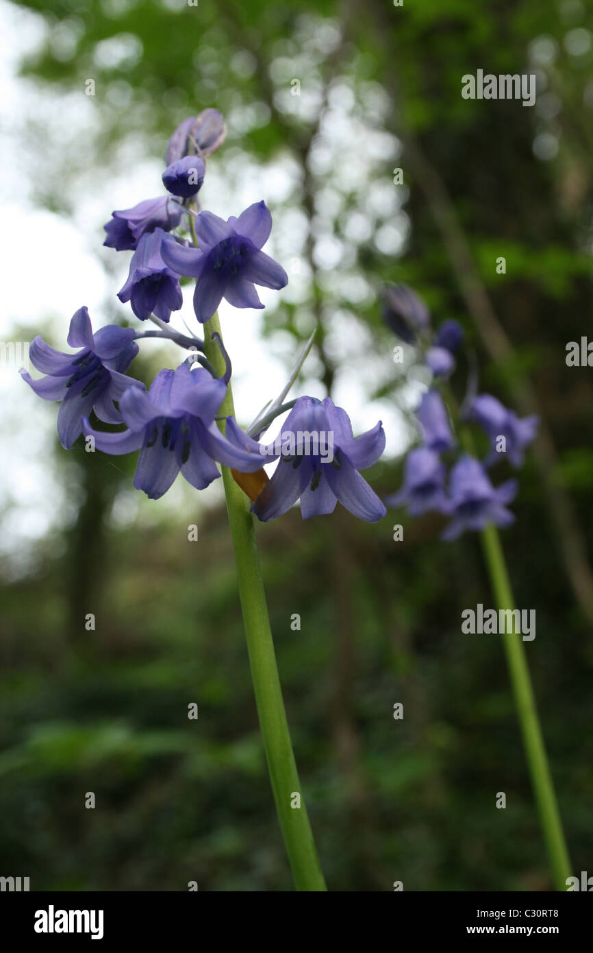Bluebell fairies hi-res stock photography and images - Alamy