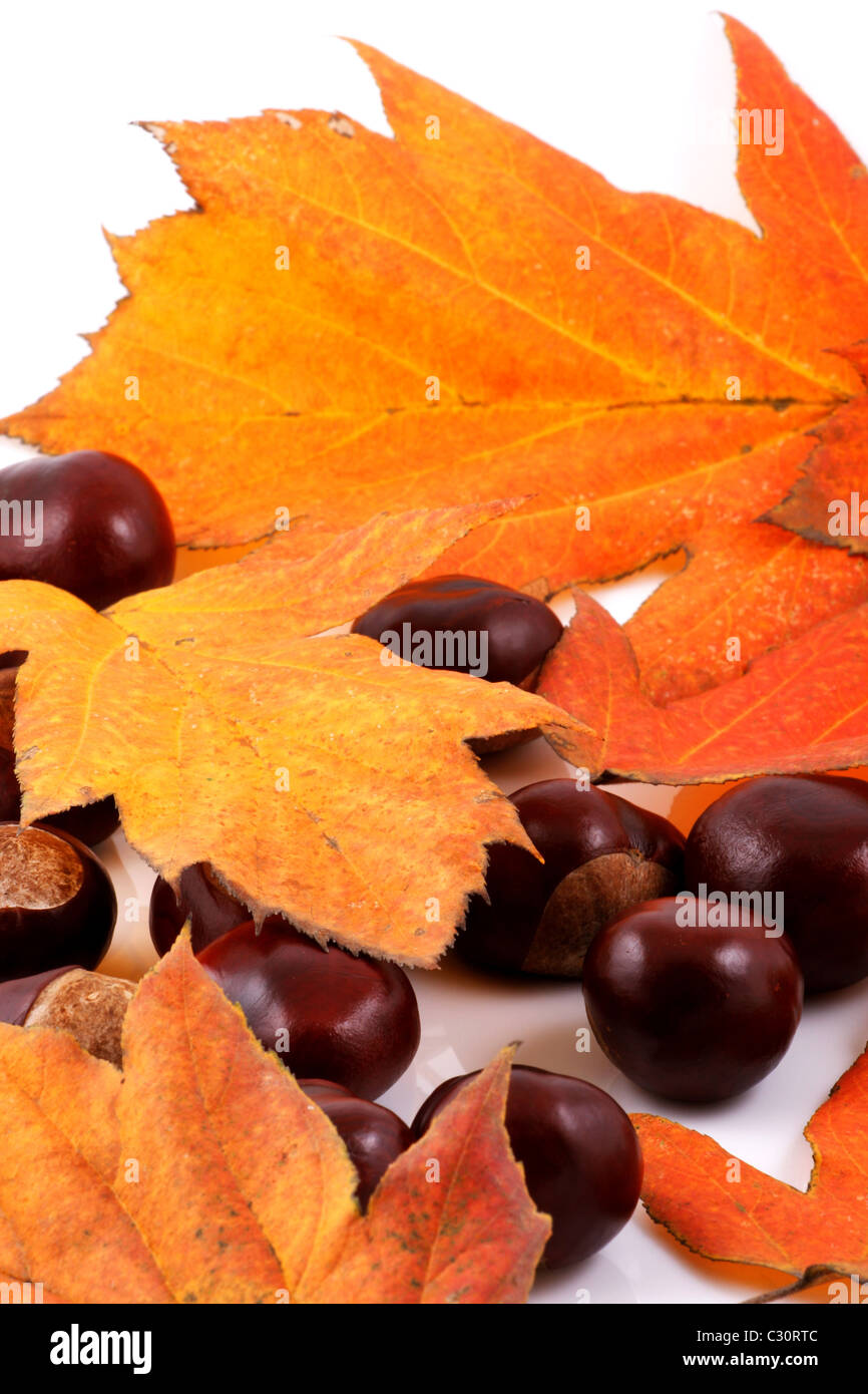 Photographs of leaves hi-res stock photography and images - Alamy