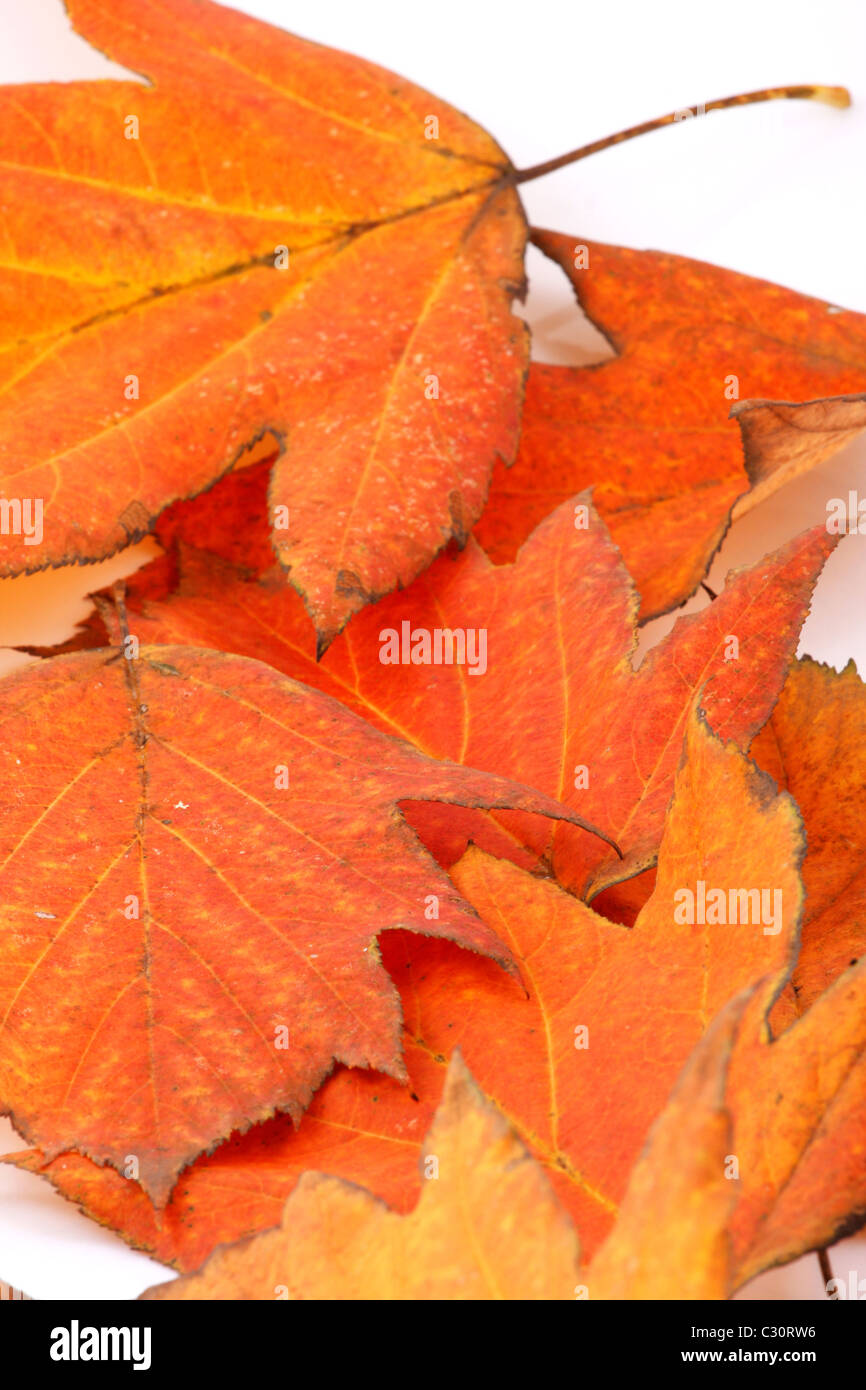 Autumn leaves lyrics hi-res stock photography and images - Alamy