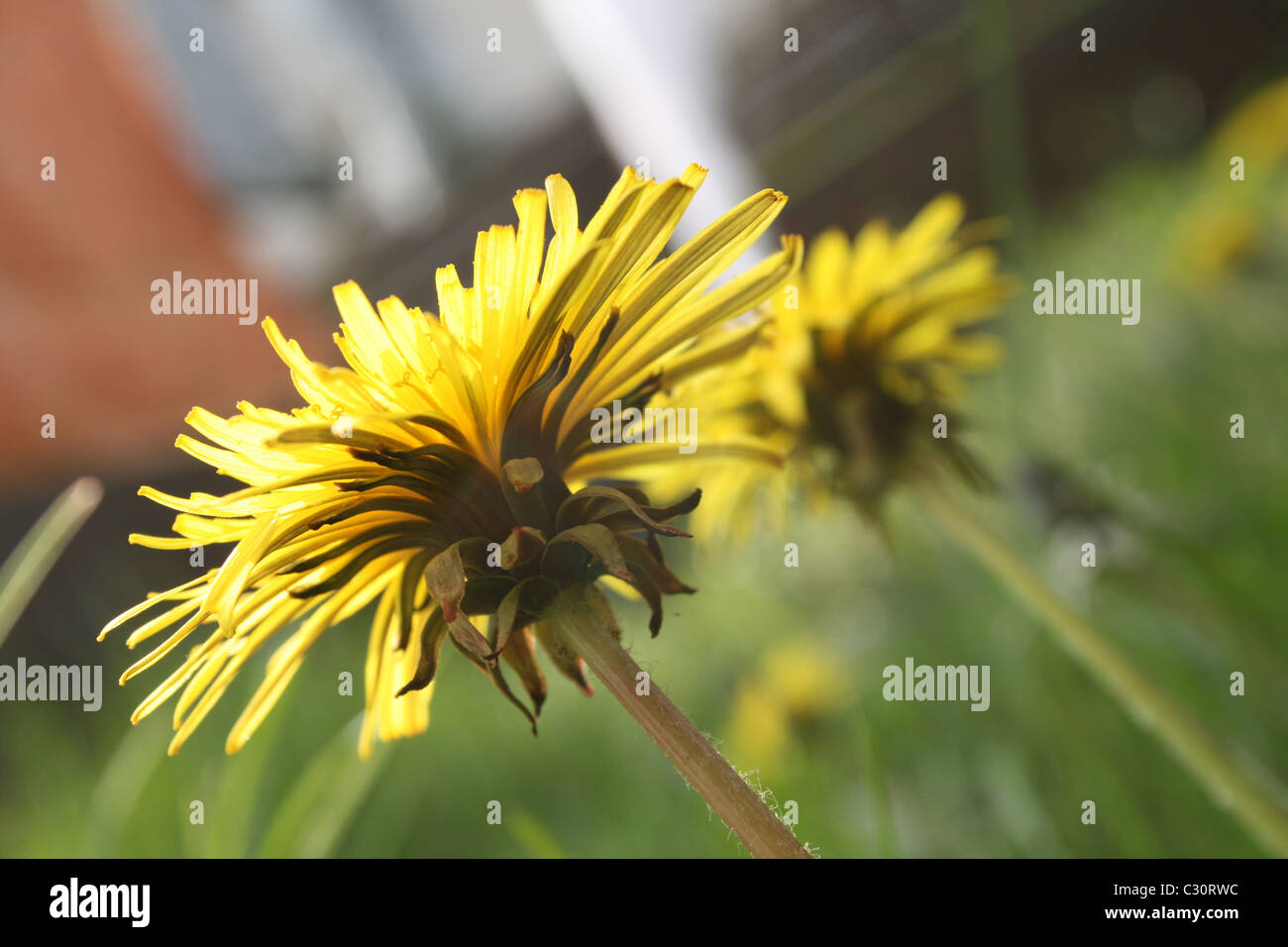 On underside of flowers hi-res stock photography and images - Alamy