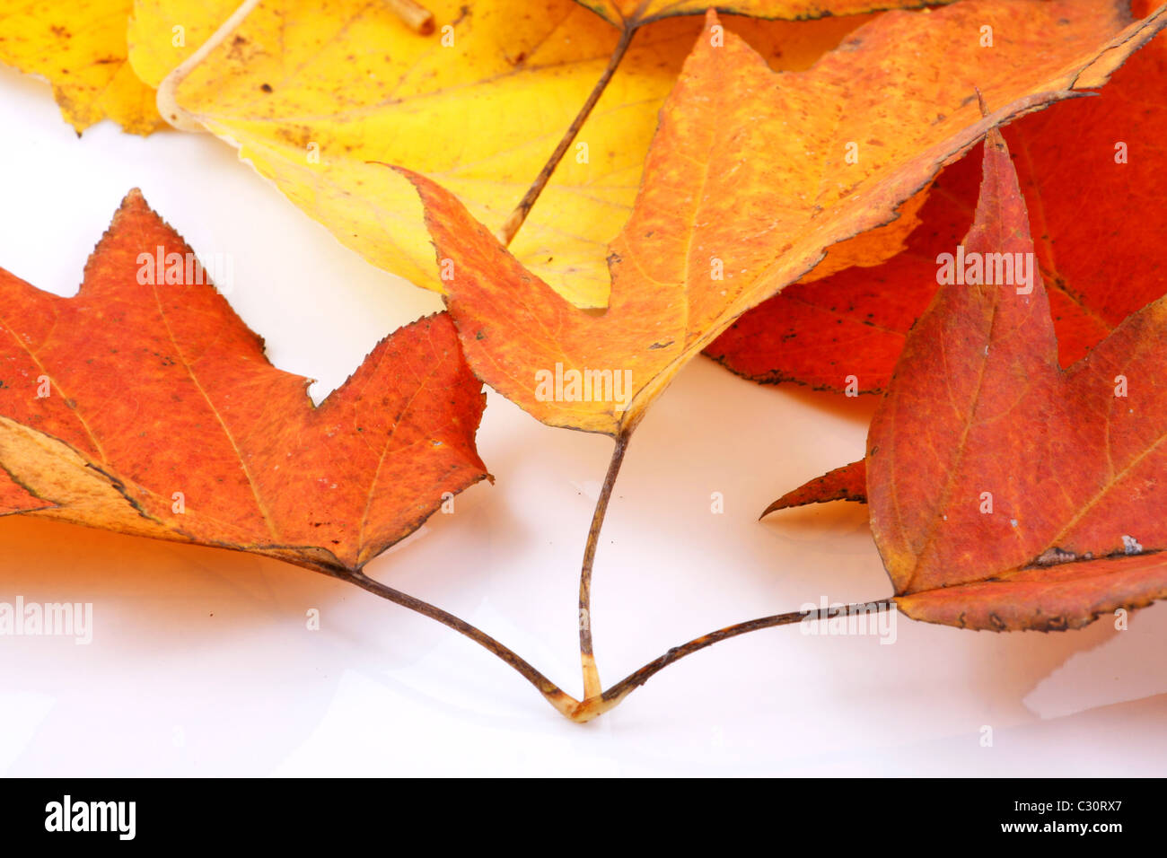 Autumn leaves lyrics hi-res stock photography and images - Alamy